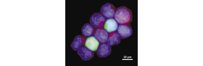 DNA-Mediates-Cellular-Connections