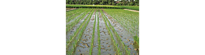 DuPont-Gains-Access-Rice-Hybrid