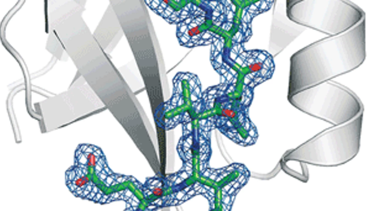 Peptide Disciplines Dishevelled Protein
