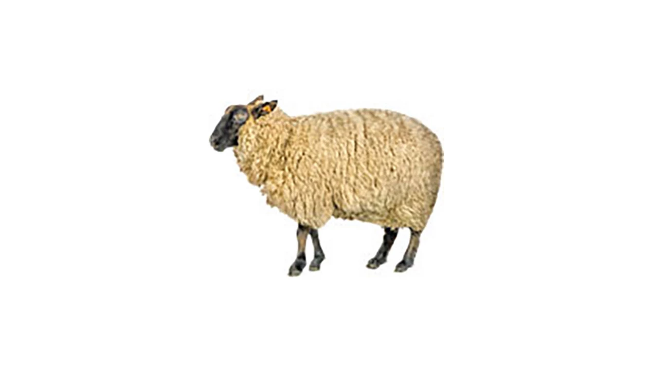 RoboCarp, Dreams Of Electronic Sheep