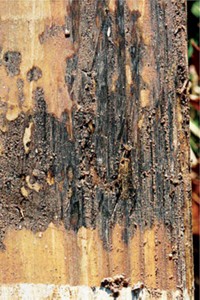Pentachlorophenol is on its way out as a utility pole preservative ...