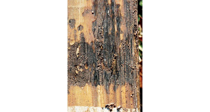 Treated-Wood-Tempest