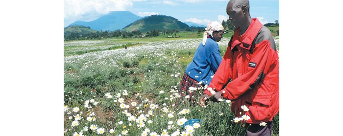 SC-Johnson-Aid-Pyrethrum-Producers