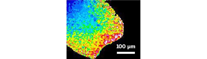 Hydrogen-Peroxide-Guides-Immune-Cells