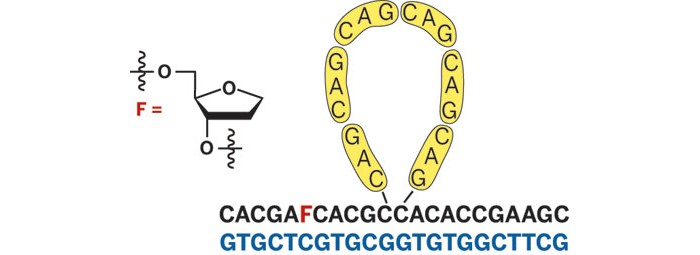 Balancing-DNA-Pathways