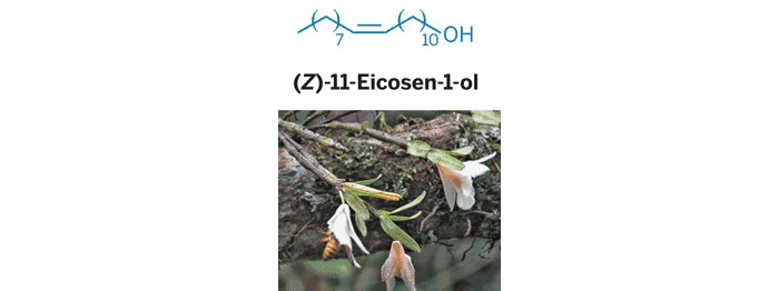 Orchids-Deception-Lures-Pollinators