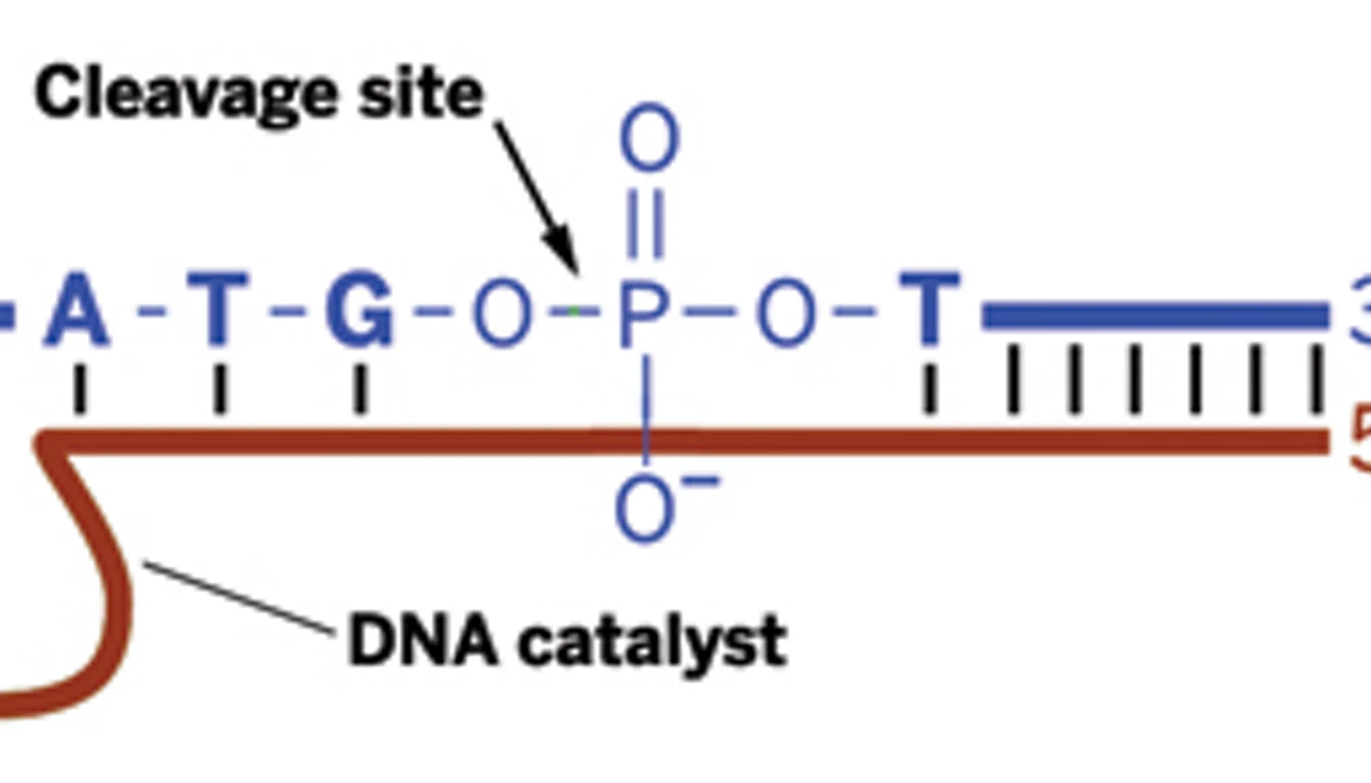 DNA Catalyst Cuts DNA Sequence-Specifically