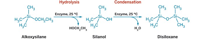 Emulating-Natures-Silicon-Skills