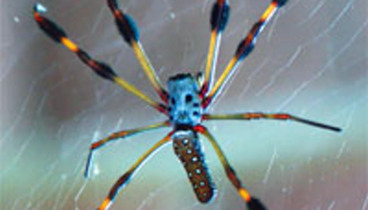 Why Spider Webs Stick