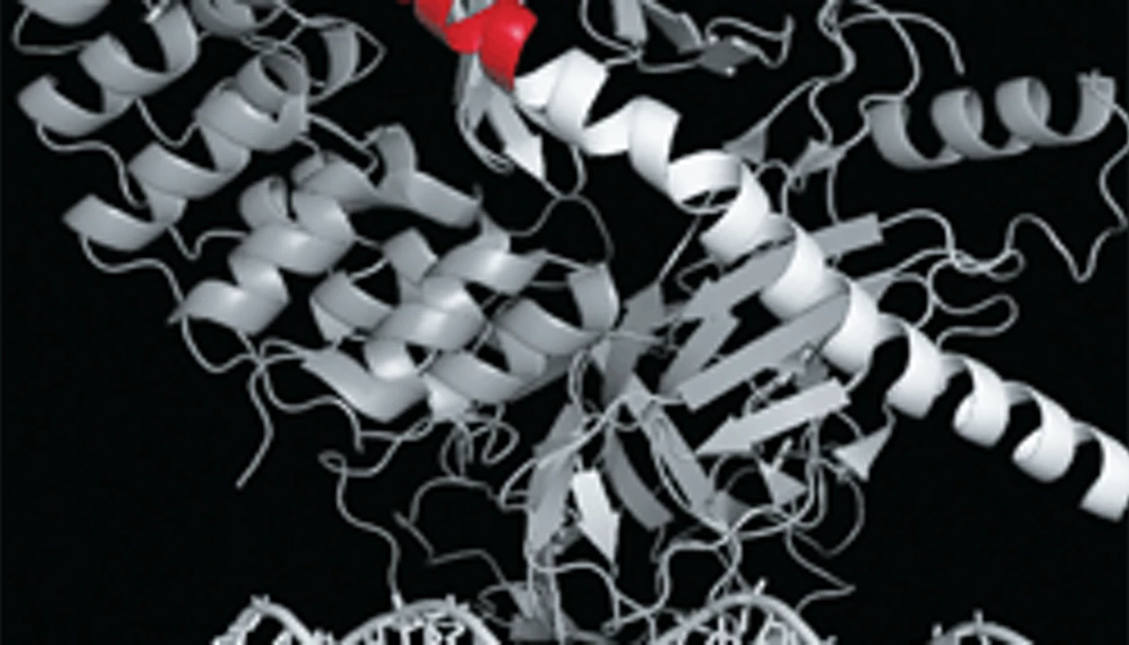 Stabilized Helix Cracks Cancer Target