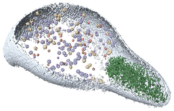Pathogens-Biochemical-Mesh