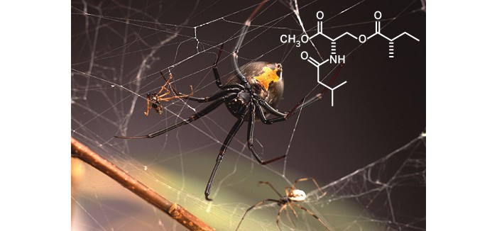 Spiders Seeking Sex
