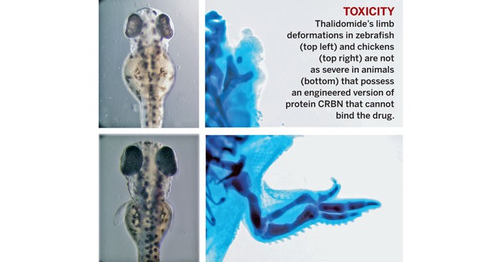 Thalidomide Tragedy Animal Testing