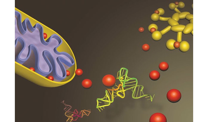 Transfer Rna Biology