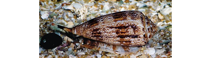 Pain-Relief-Snail-Spit
