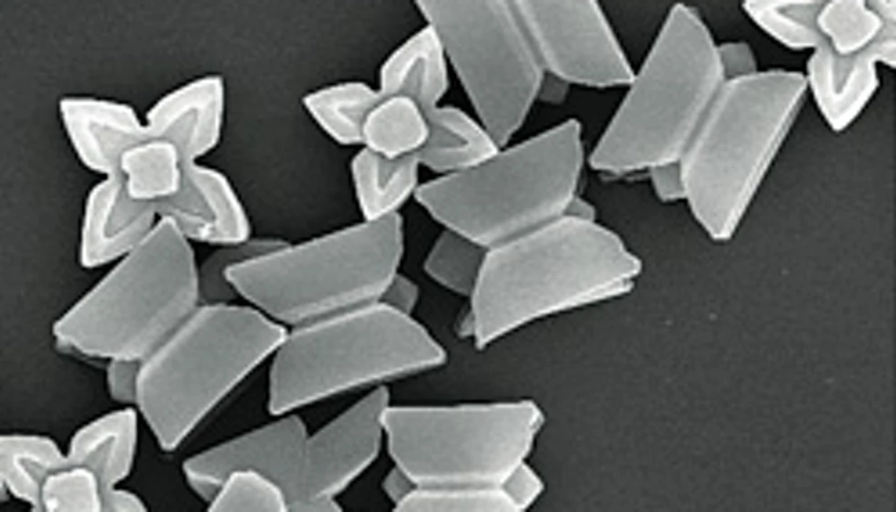 Petal Shapes From A β–Peptide