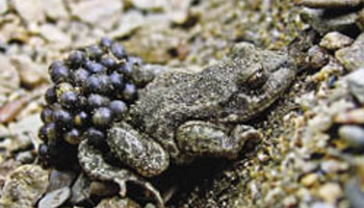 Frogs Inspire New Antimicrobials
