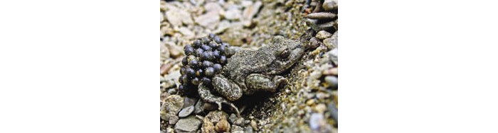 Frogs-Inspire-New-Antimicrobials