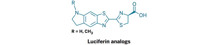 Modified-Luciferin-Boosts-Light-Emission