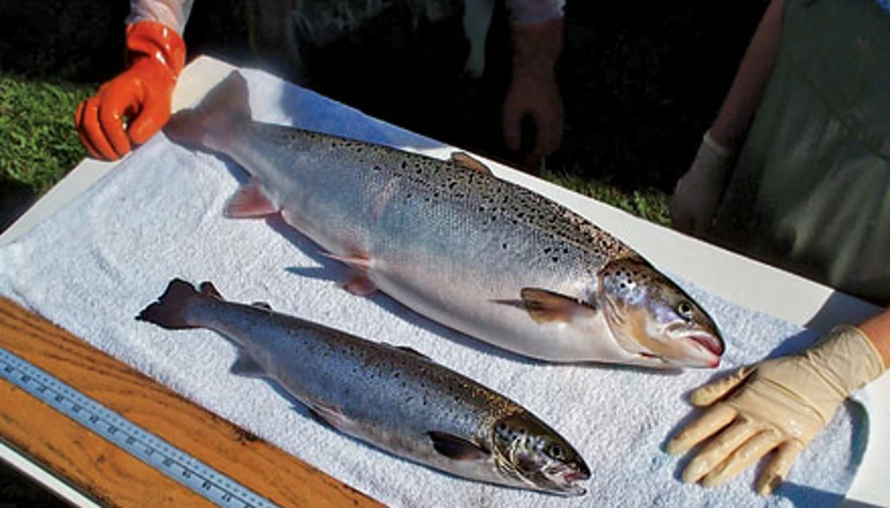 FDA Weighs Approval Of Engineered Salmon