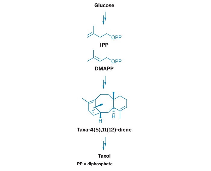 Boosting-Taxol-Production