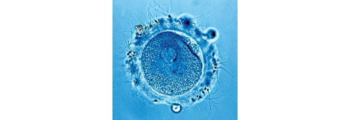 Fertilization-Formula