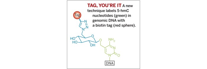 Detecting-Elusive-Modified-DNA-Base