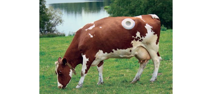 Cows-Aid-Quest-Biofuels