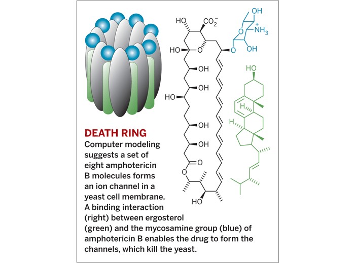 Amphotericin-B-Mystery-Solved