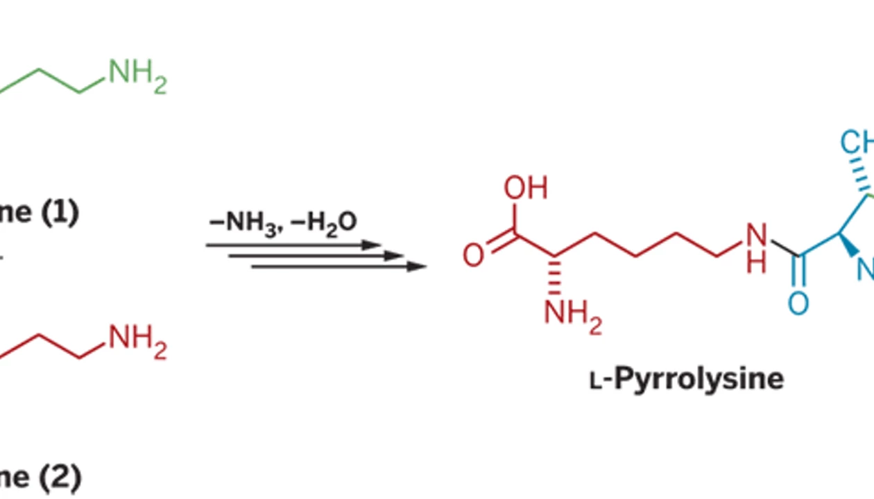 Pyrrolysine Synthesis Revealed