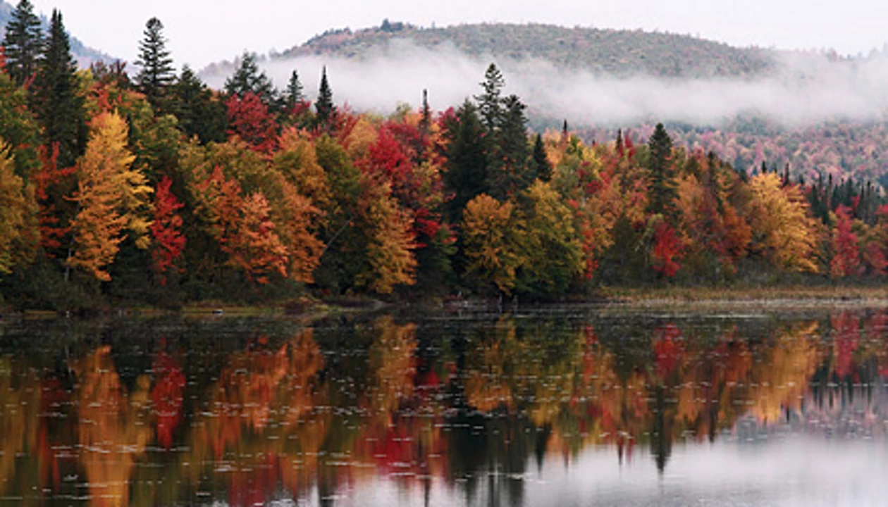 Soils Of Northern U.S. Forests Are High In Mercury