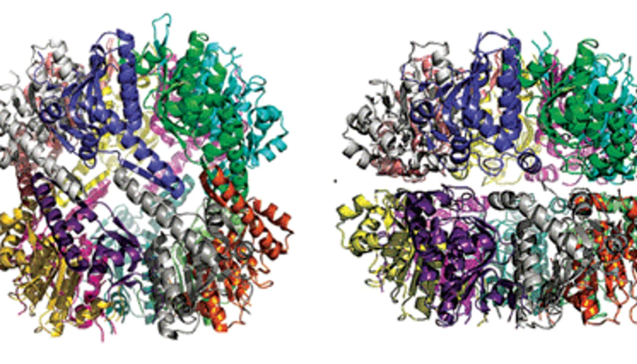 Big Squeeze Clears Out Protein Garbarge