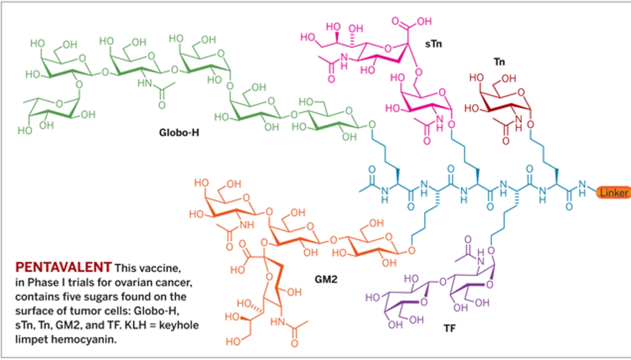Improving Vaccines Aimed At Cancer