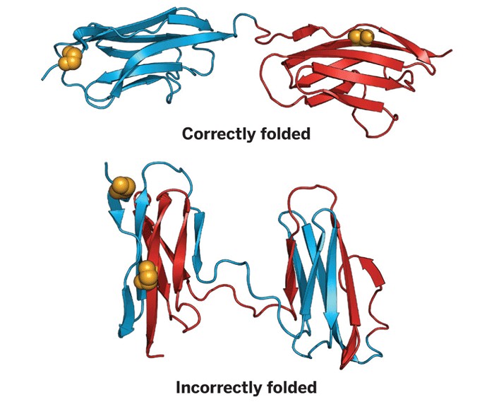 New-Look-Protein-Misfolding