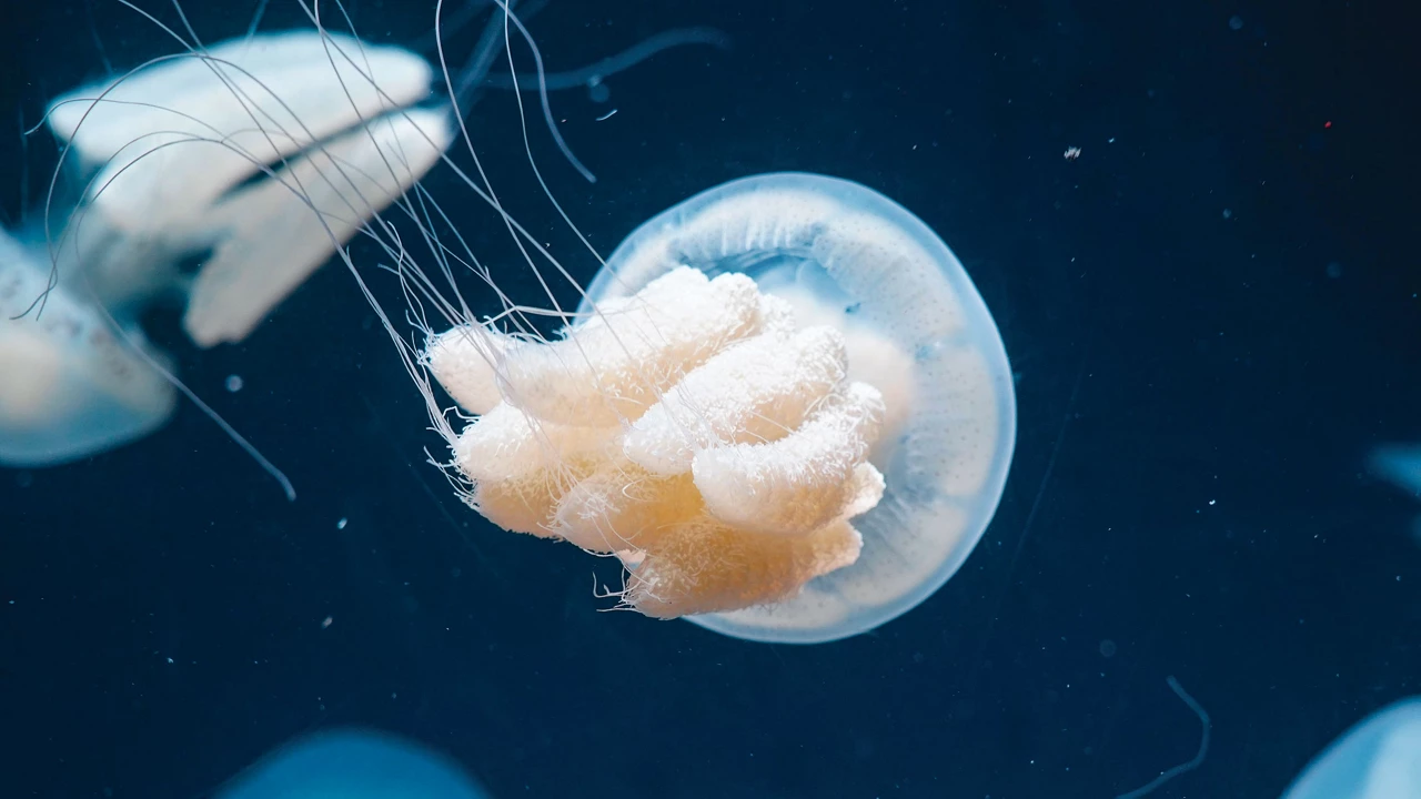 Discarded jellyfish could be a sustainable collagen source
