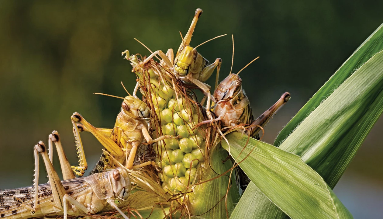 How to break up a locust party? Disrupt their pheromones