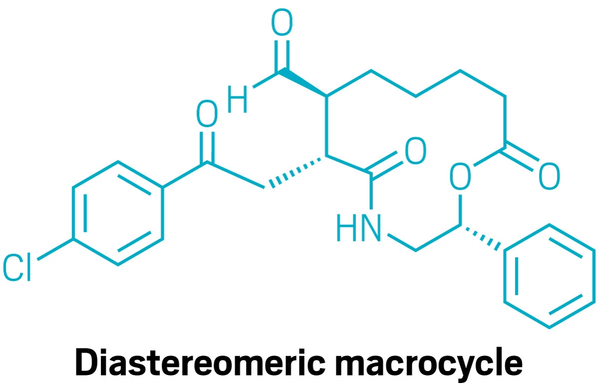 Head-to-tail macrocycle synthesis
