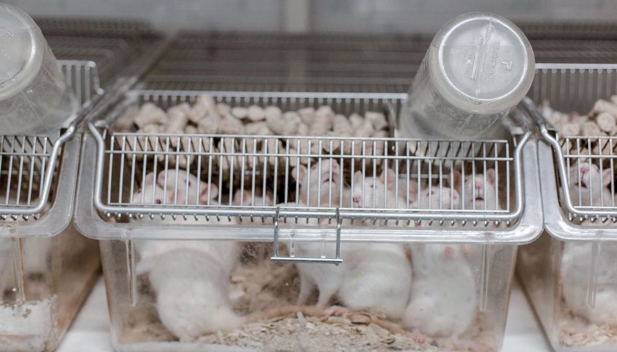 Europe, US take steps to phase out animal testing of chemicals