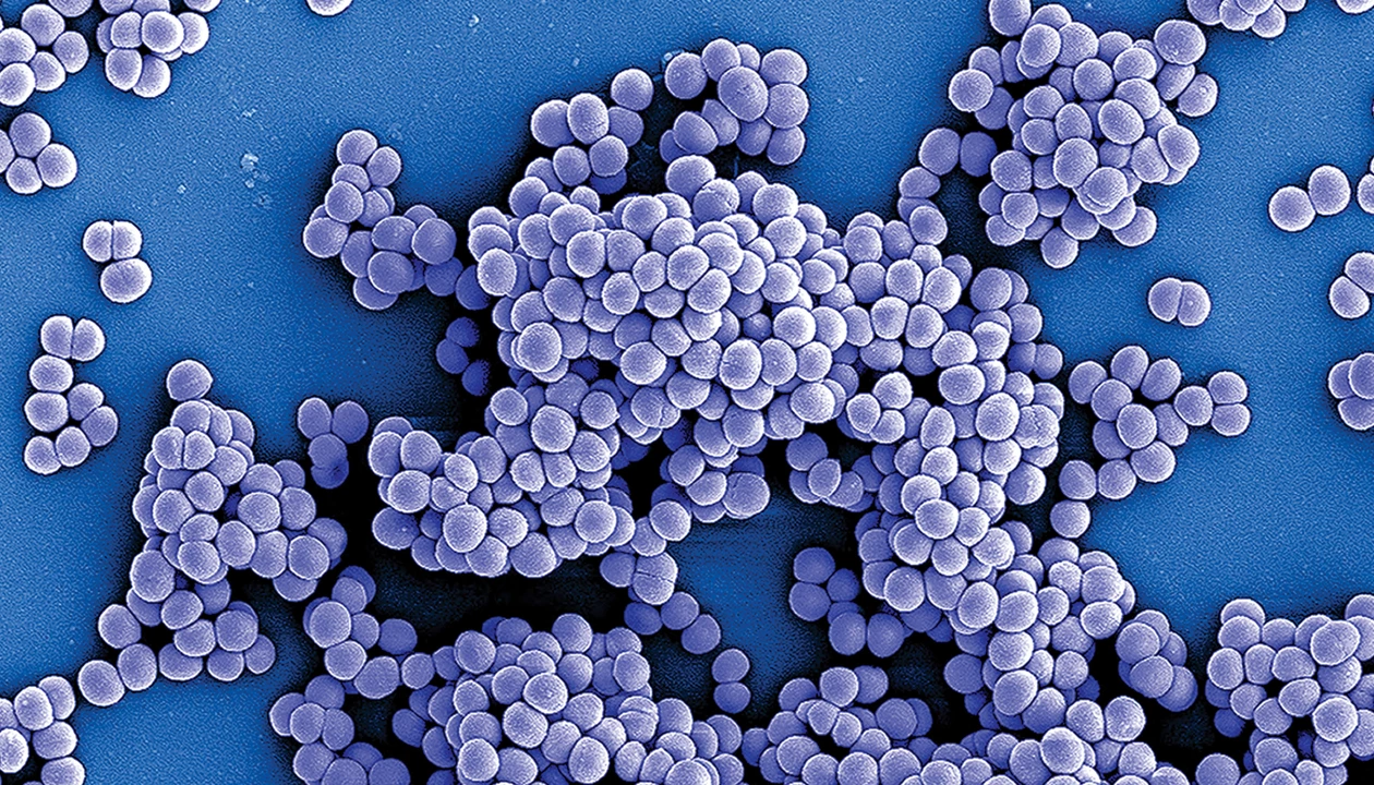 MRSA is deadly. This new approach turns it to stone