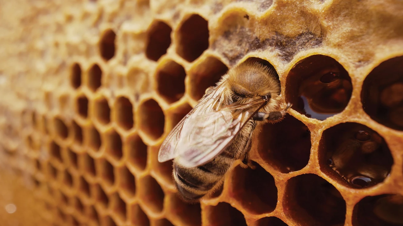 Queen bees emerge from special wax chambers