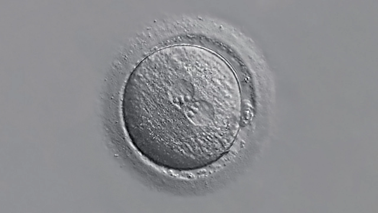 Base editing in human embryos fixes some mutations and creates others