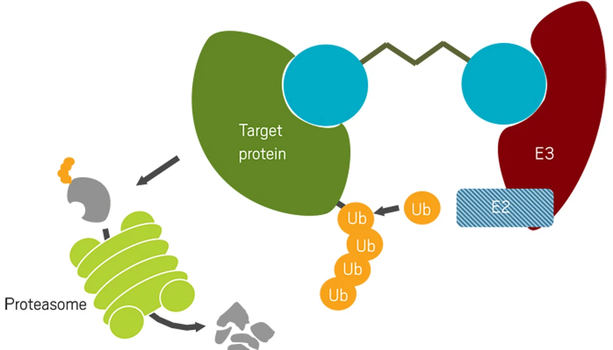 Kymera launches with $30 million to tackle targeted protein degradation