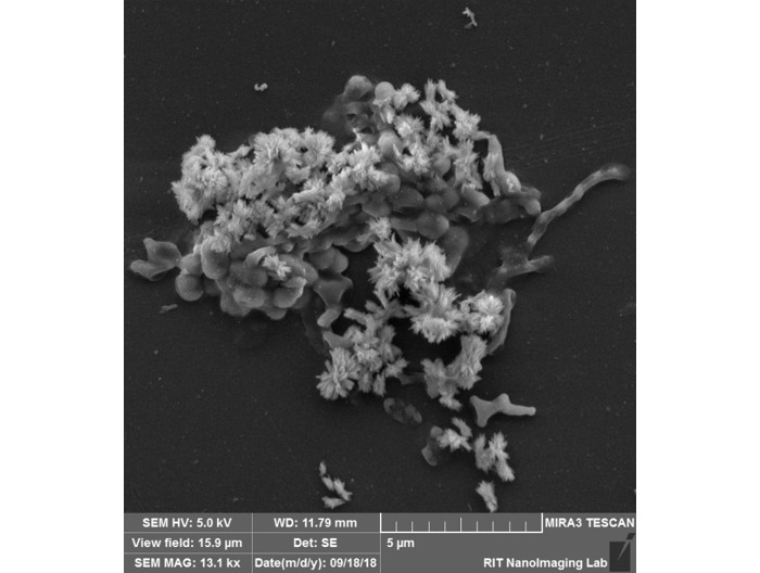 Chemistry in Pictures: Plastic munchers