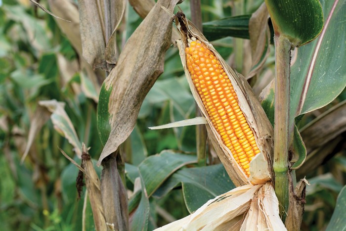 Seed partners unveil photosynthesis trait