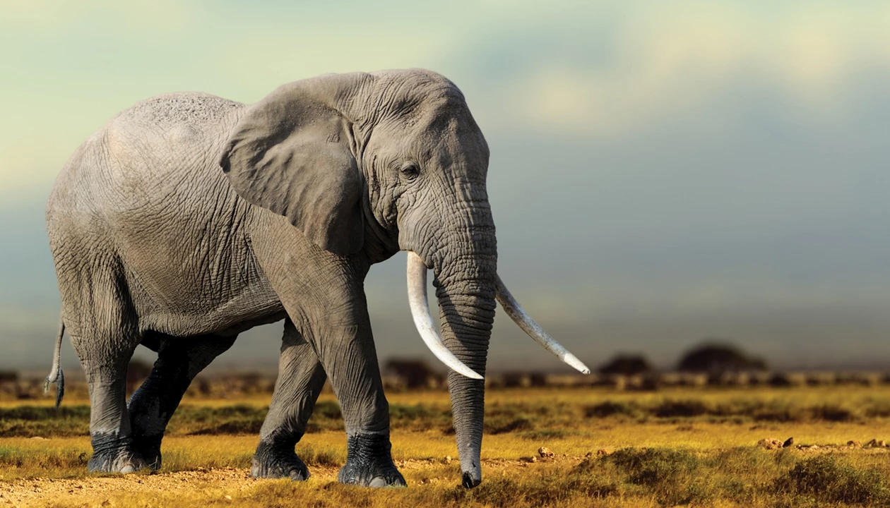 An extra gene helps elephants resist cancer﻿