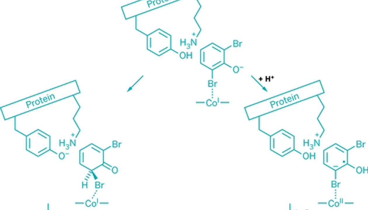 Reductive Dehalogenase Structures Solved