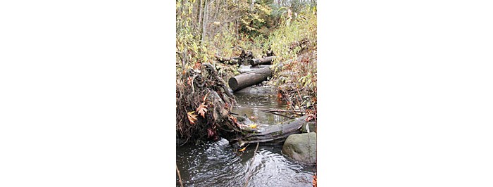 Stormwater-Runoff-Disrupts-Urban-Stream