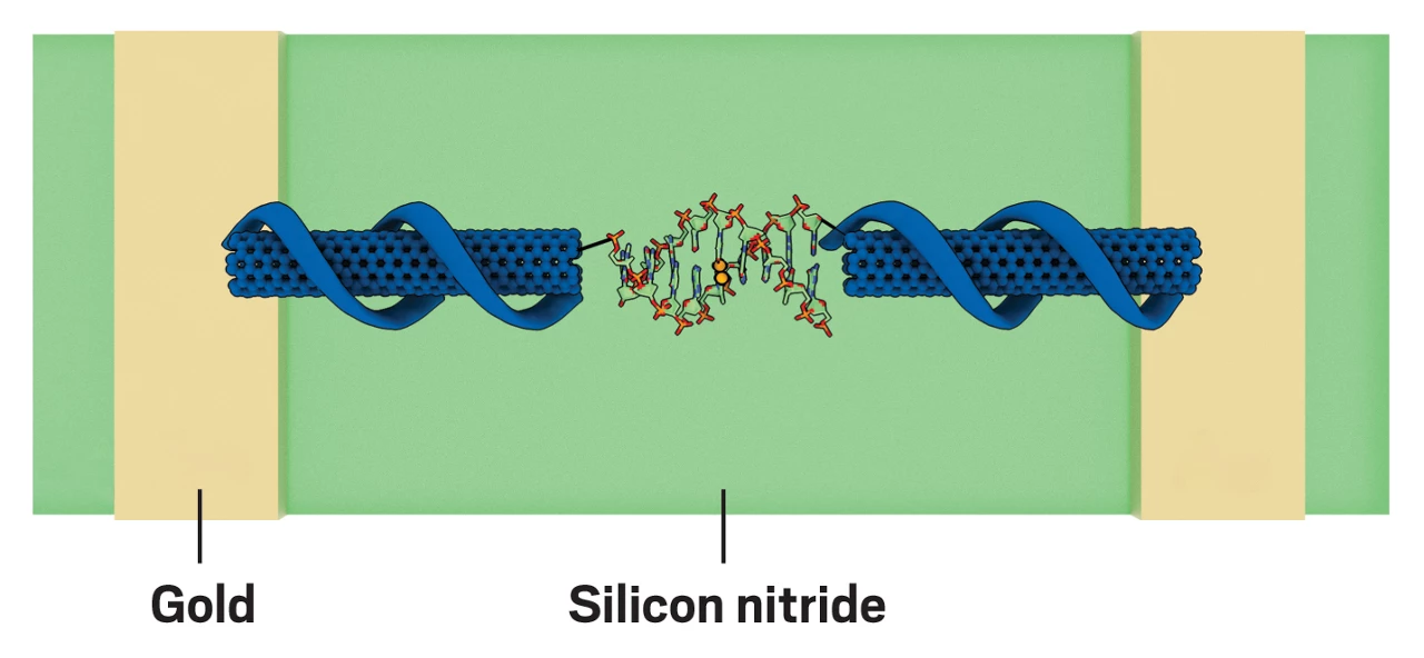 Metal ions turn DNA into a 3-state memory device