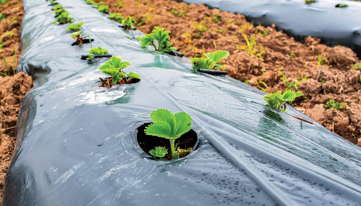 Microplastic diversity boosts greenhouse-gas-producing soil microbes