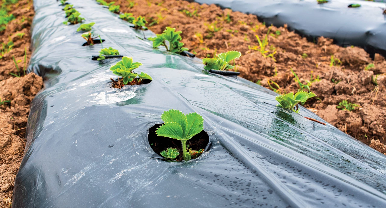 Microplastic diversity boosts greenhouse-gas-producing soil microbes
